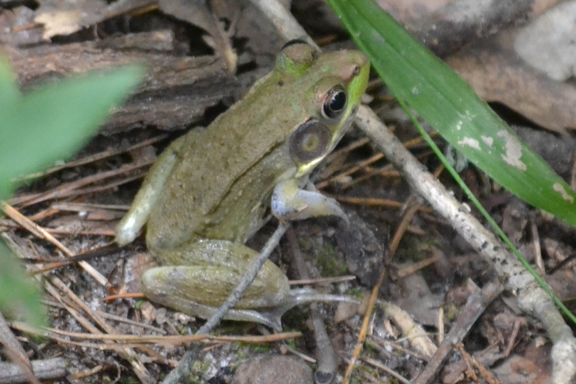 The Squeaky Frog Scares the Predator | Copper's Distract Facts