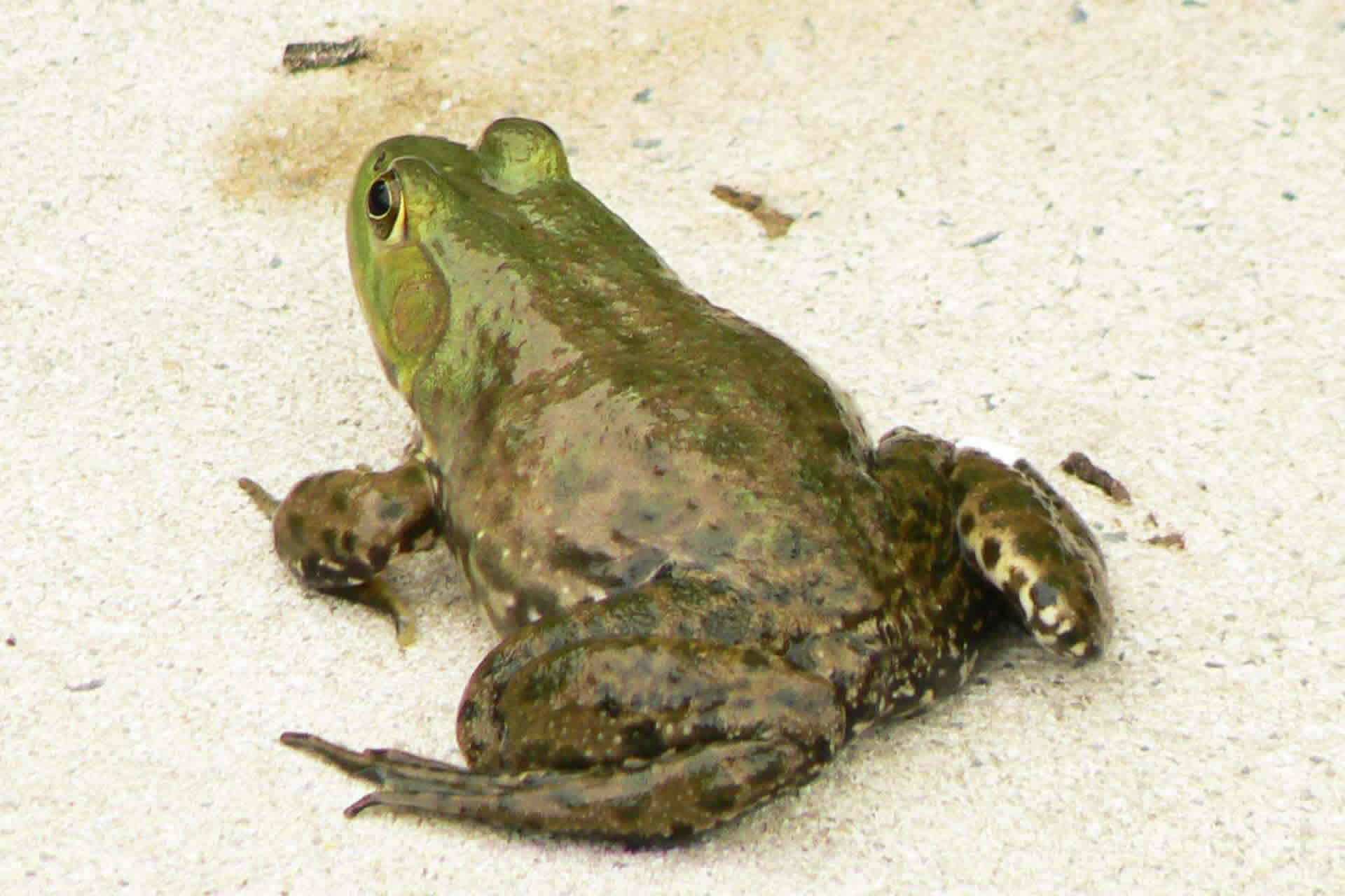 The Squeaky Frog Scares the Predator | Copper's Distract Facts